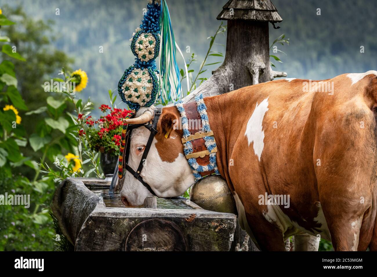 Almabtrieb ([ceremonial driving down of cattle from the mountain ...
