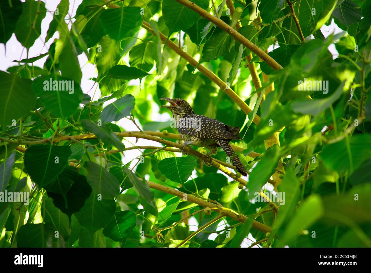 Koel bird hi-res stock photography and images - Alamy