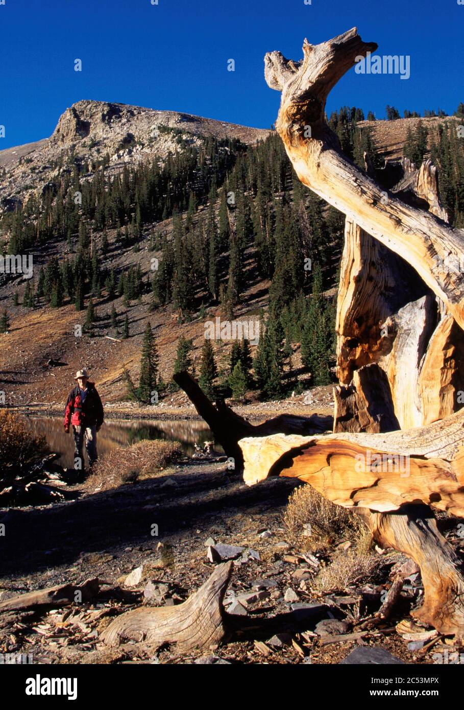 Great Basin National Park and Mount Moriah Wilderness, Snake Range ...