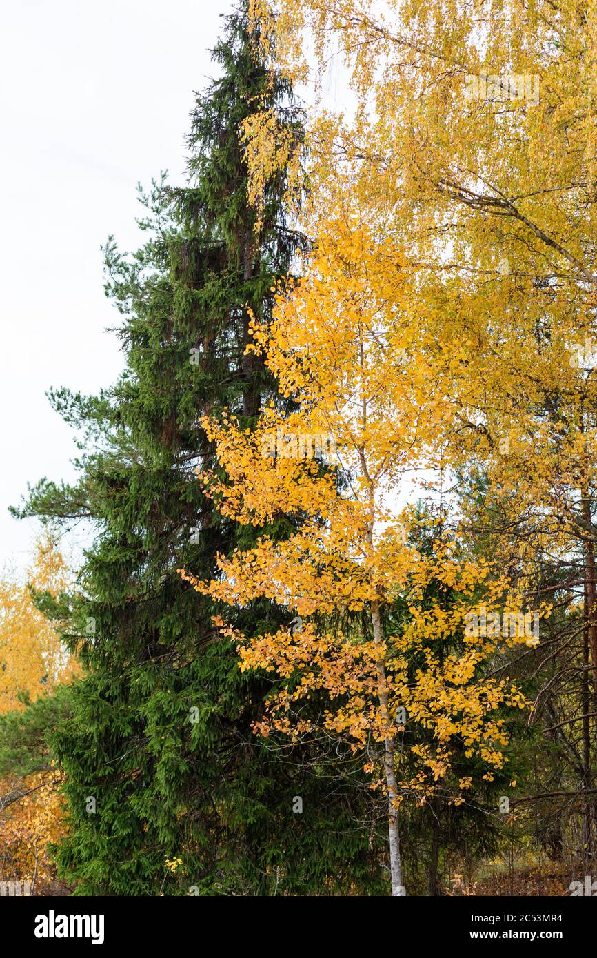 Yellow birch and green spruce in the autumn forest Stock Photo - Alamy
