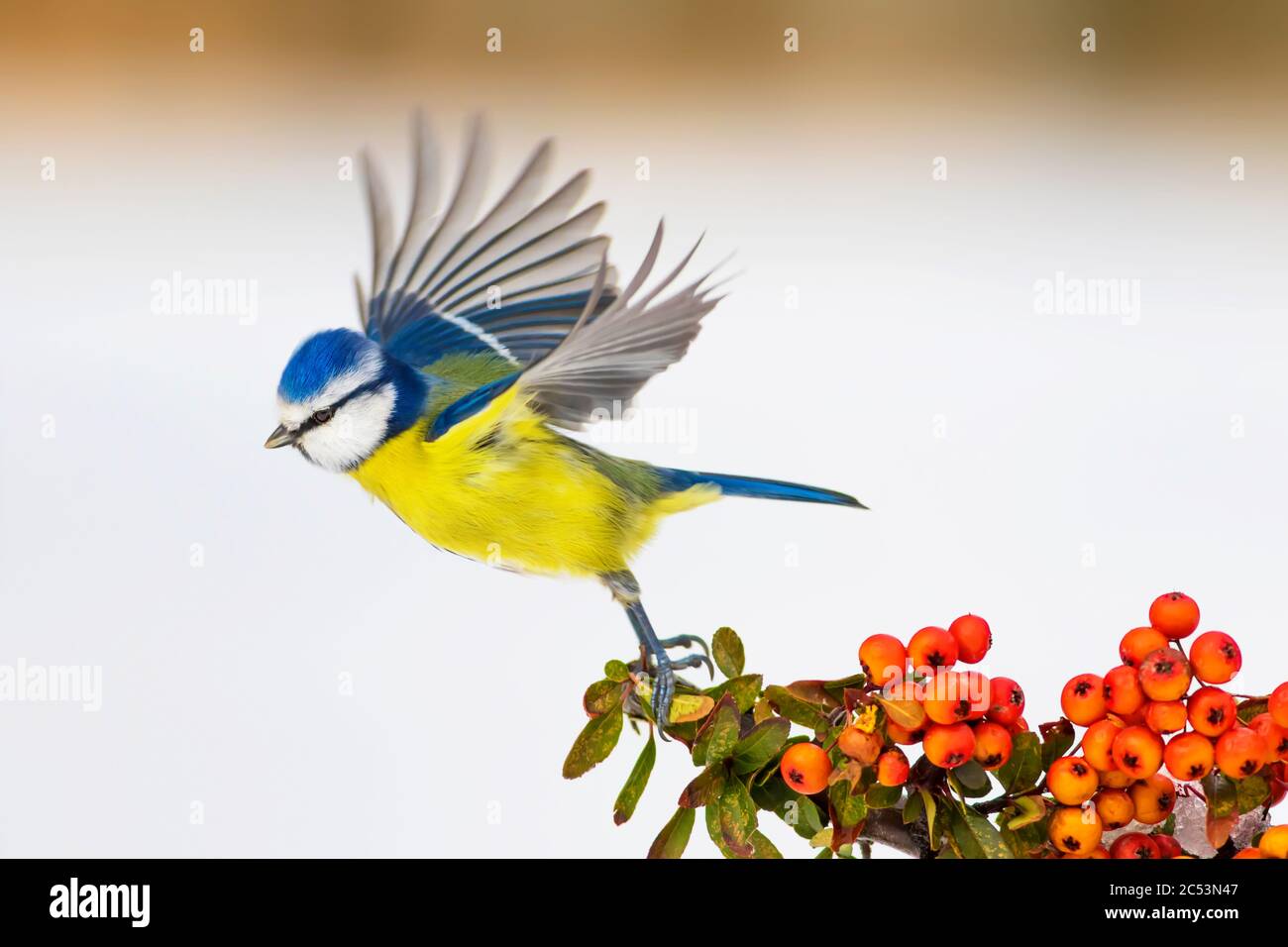 Flying bird. Cute little colorful bird. Blue Tit. Nature background ...