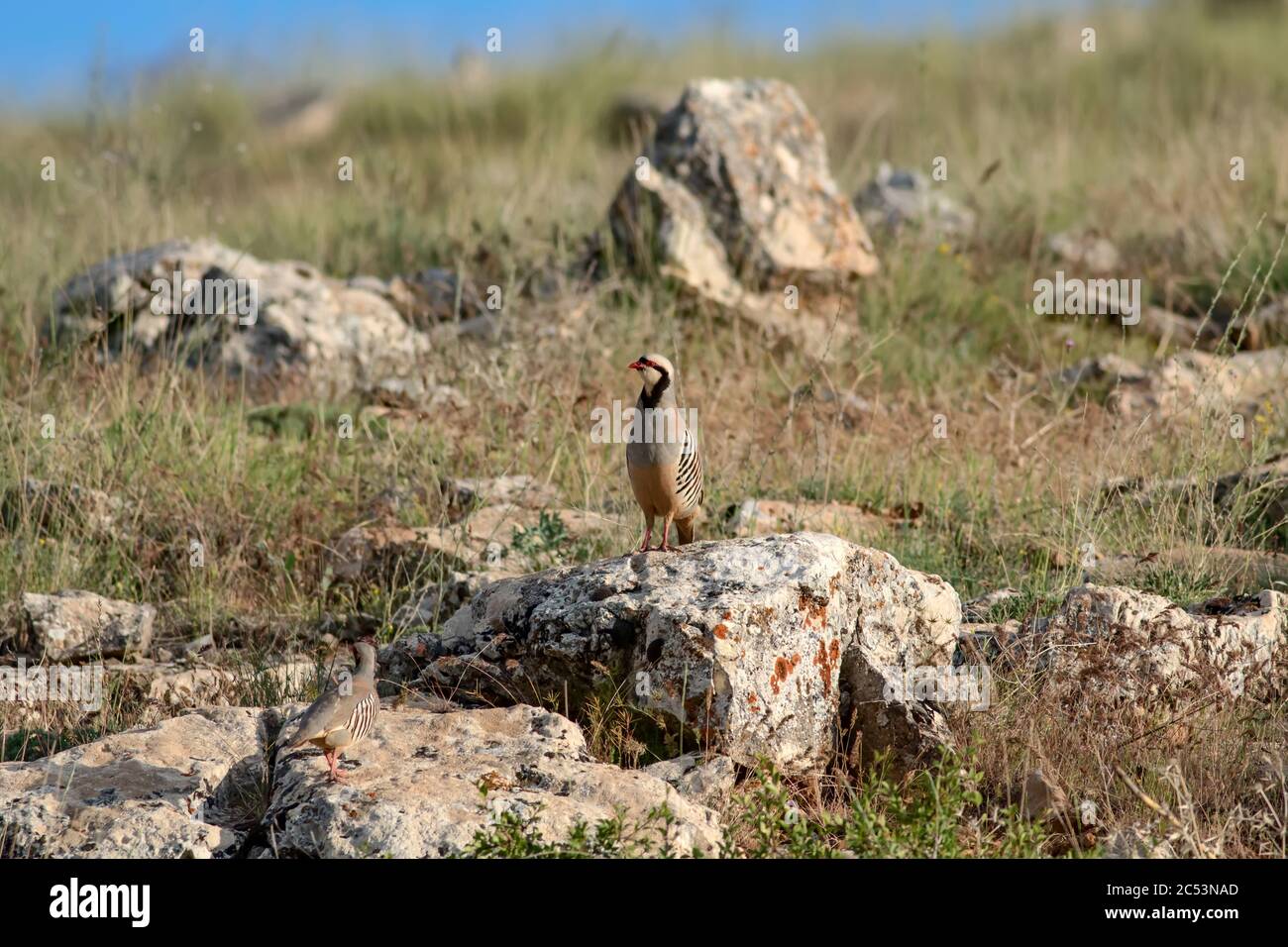 Nature and Partridge. Common bird: Chukar Partridge. Alectoris chukar ...