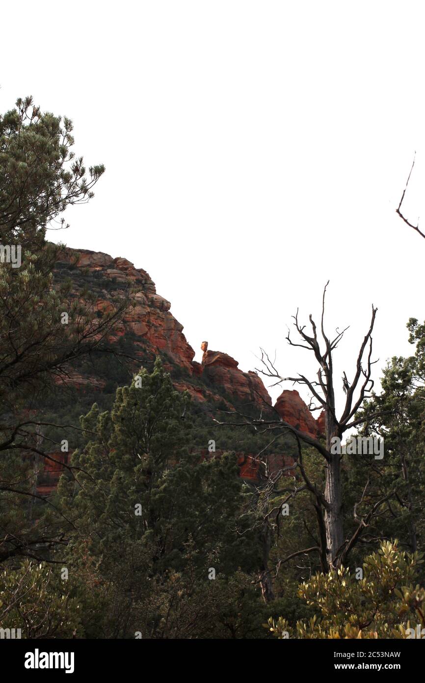 Cypress and Manzanita trees in front of red sandstone mountains on ...