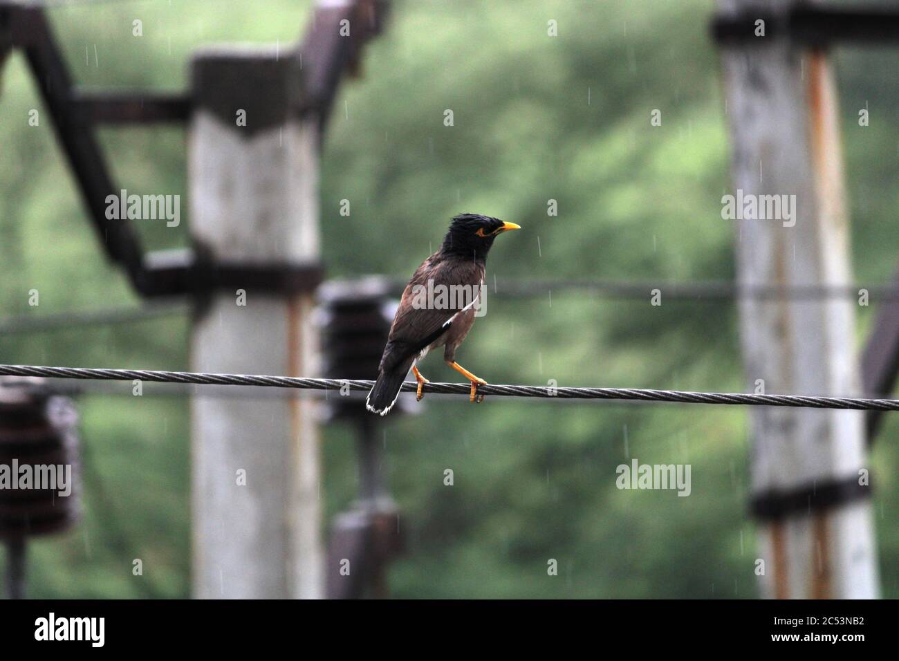 Indian common birds hi-res stock photography and images - Alamy