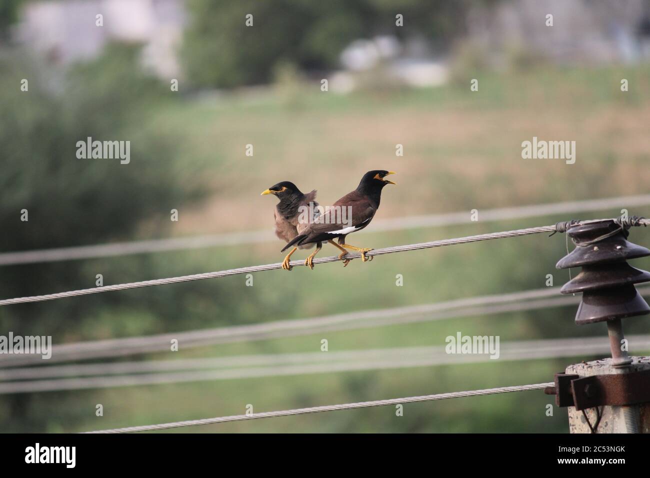 Common mayna hi-res stock photography and images - Alamy