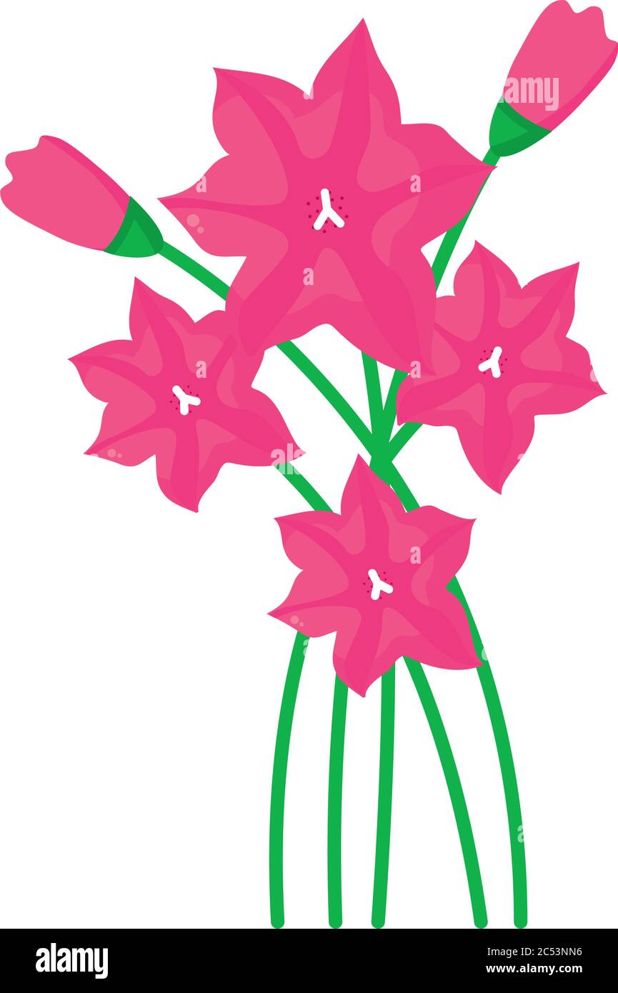 beautiful pink flowers icon over white background, colorful design ...