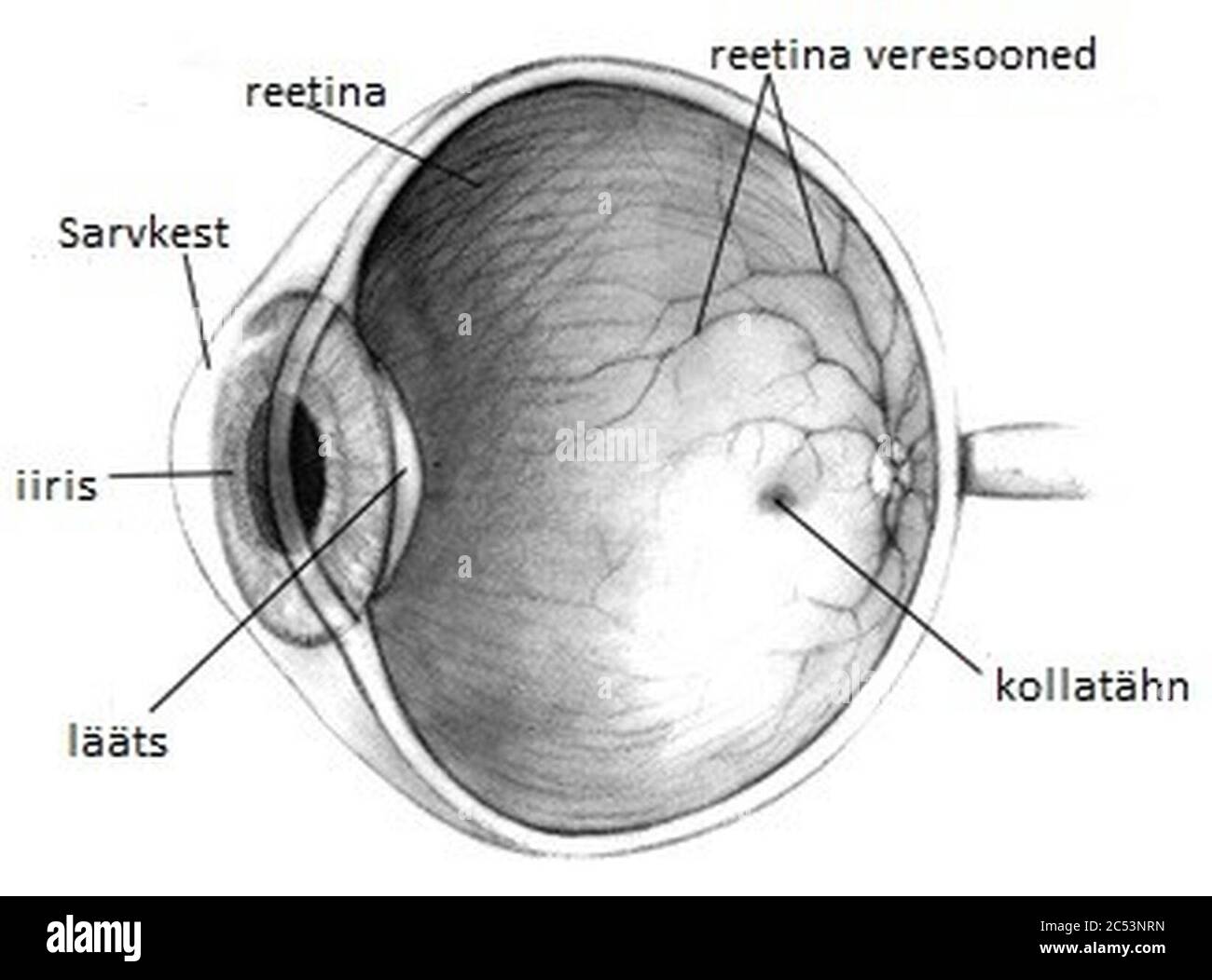 Silm hi-res stock photography and images - Alamy