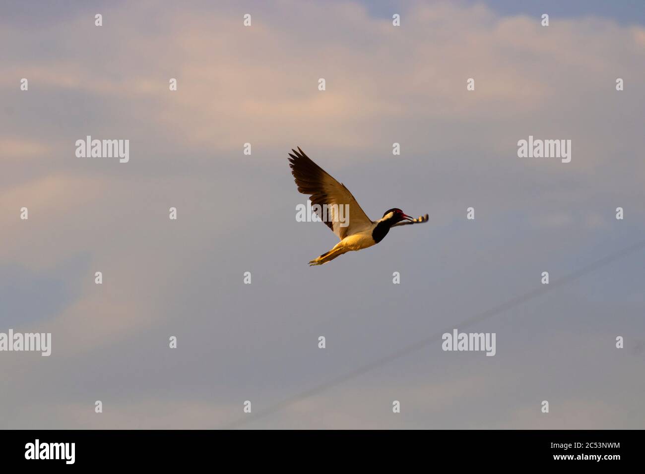 Red-Wattled Lapwing in Flight Stock Photo - Alamy