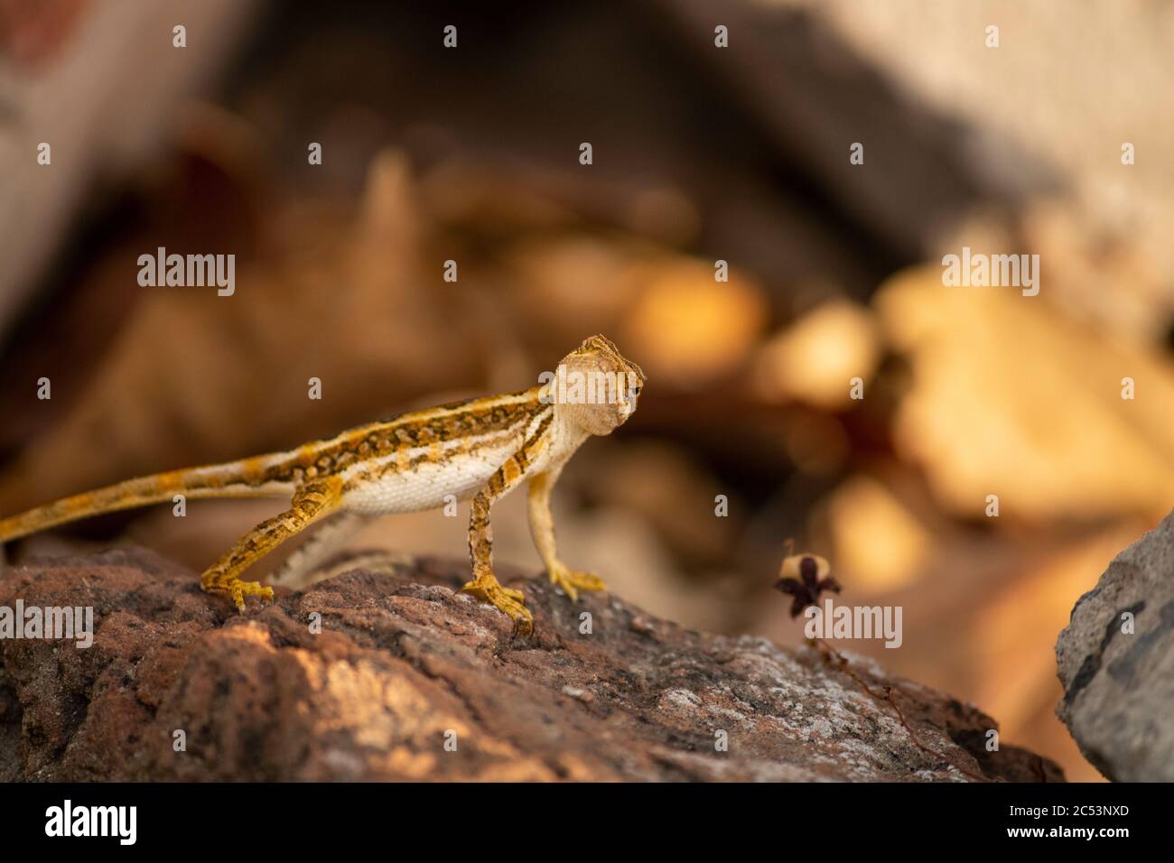 Oriantal garden lizard baby Stock Photo - Alamy