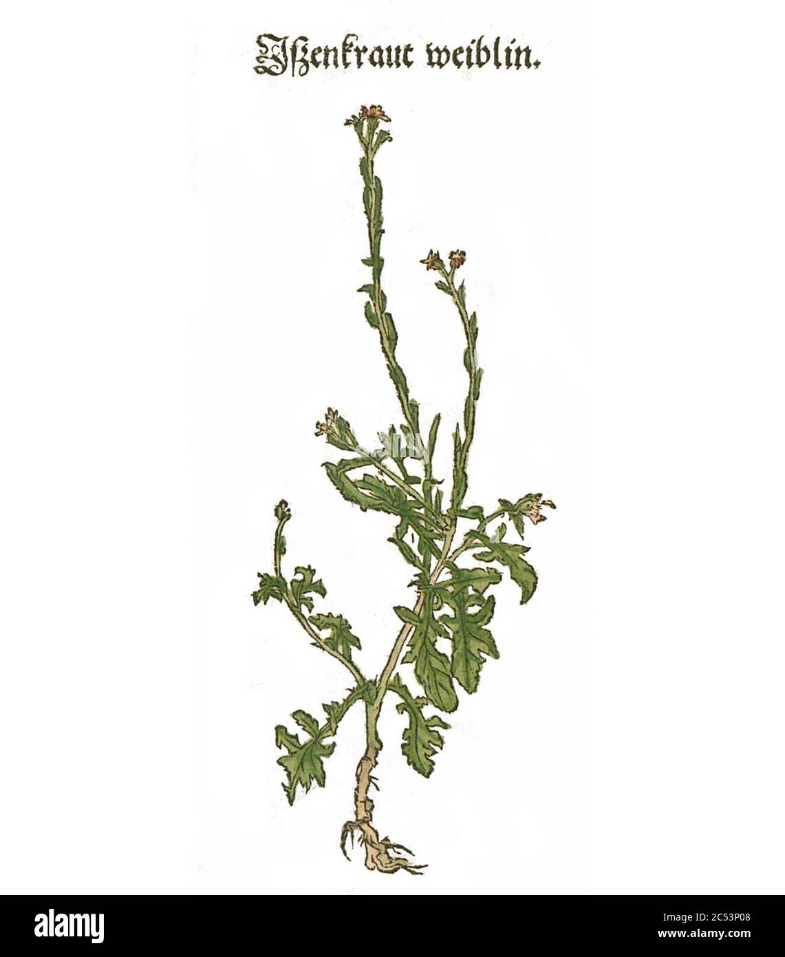 Isenkraut weiblin Brunfels a Stock Photo - Alamy