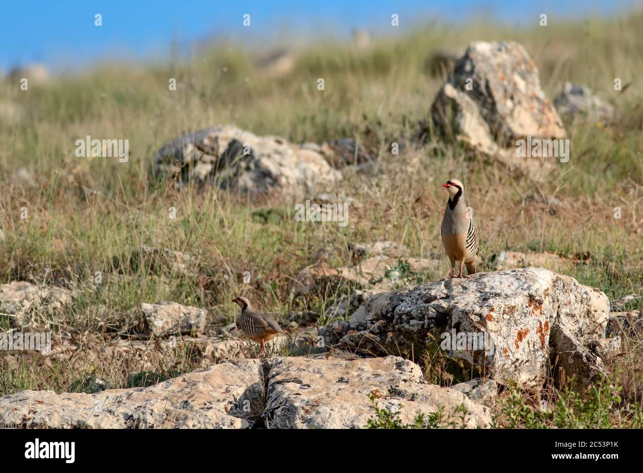 Nature and Partridge. Common bird: Chukar Partridge. Alectoris chukar ...