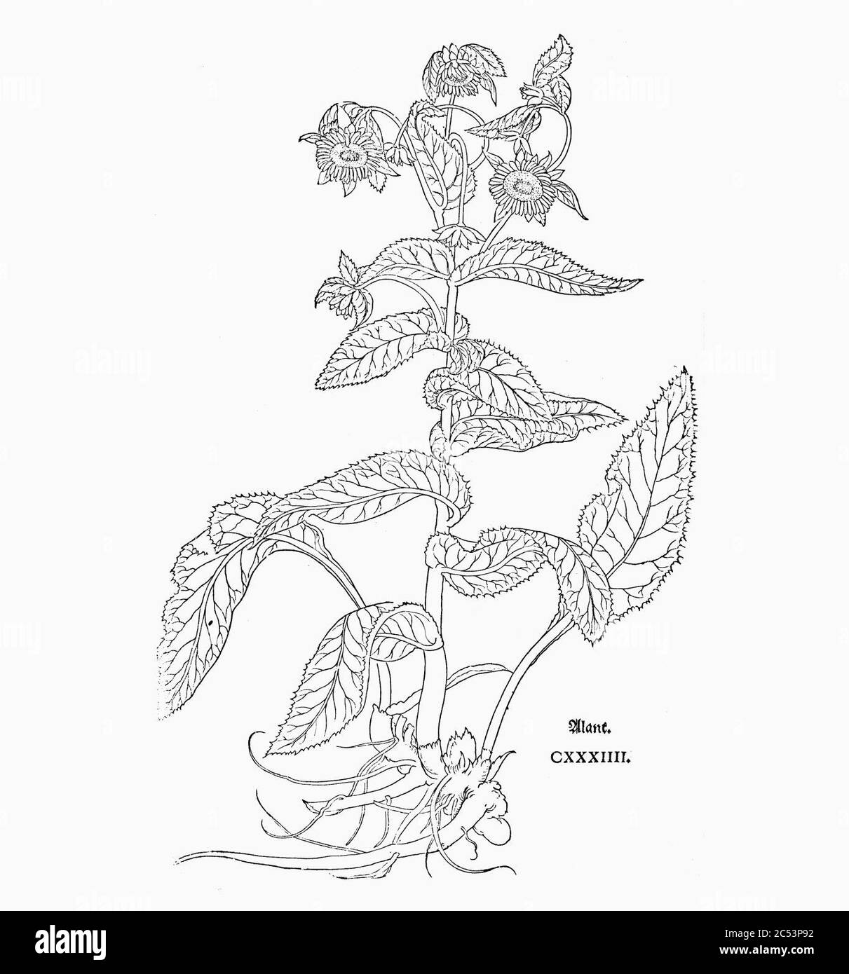 Inula Black and White Stock Photos & Images - Alamy