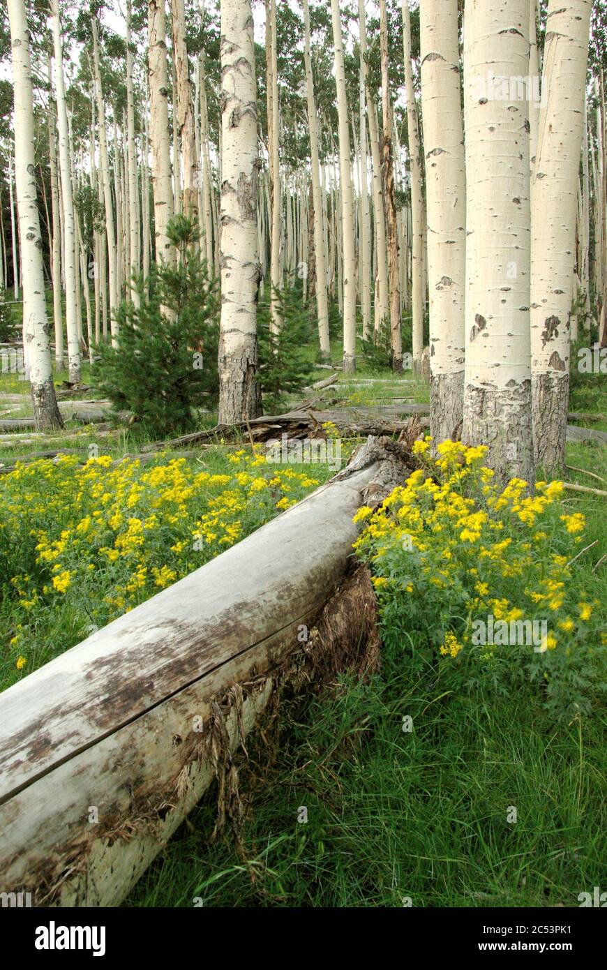 Kachina peaks hi-res stock photography and images - Alamy
