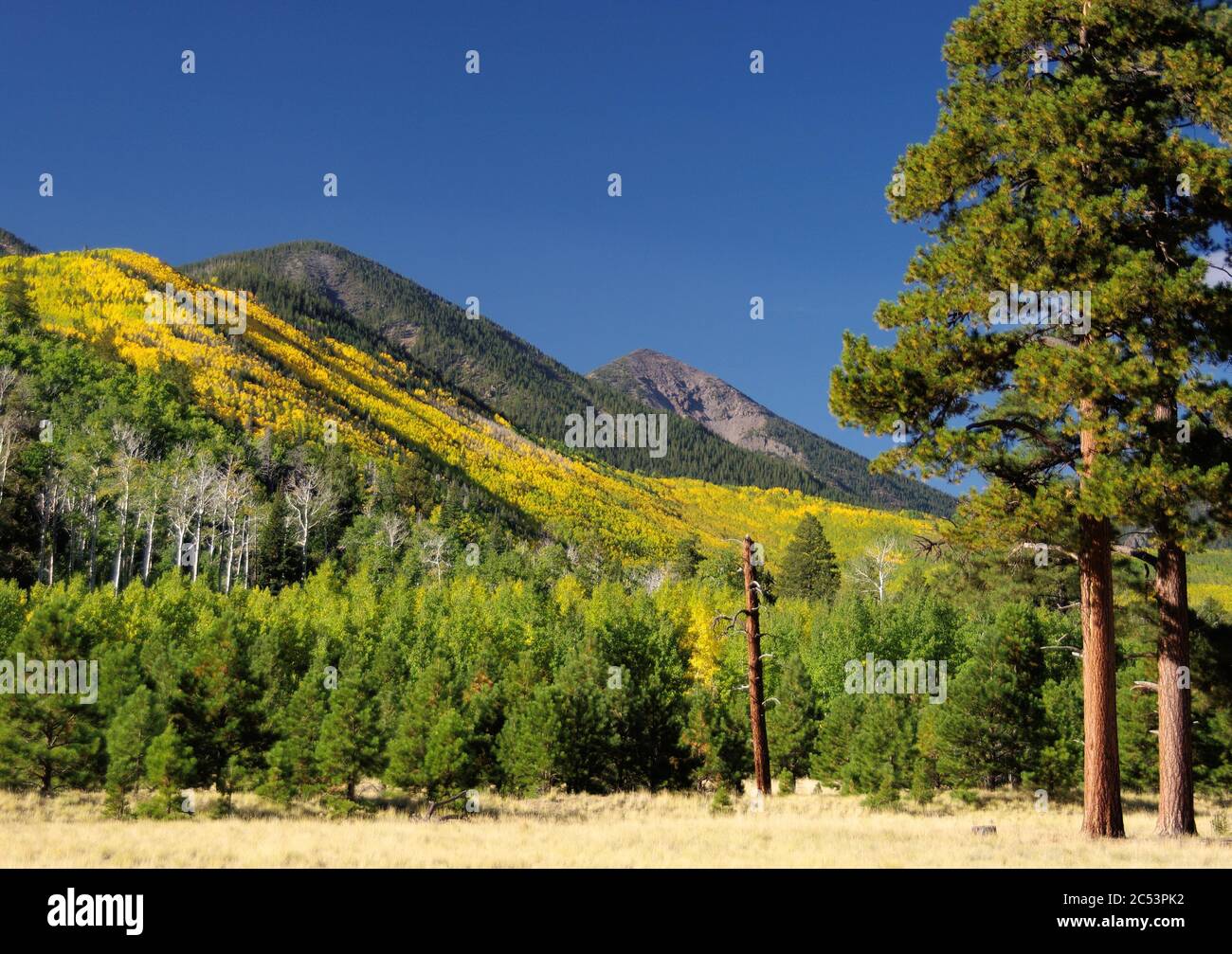 Lockett Meadow, San Francisco Peaks, Arizona Stock Photo - Alamy