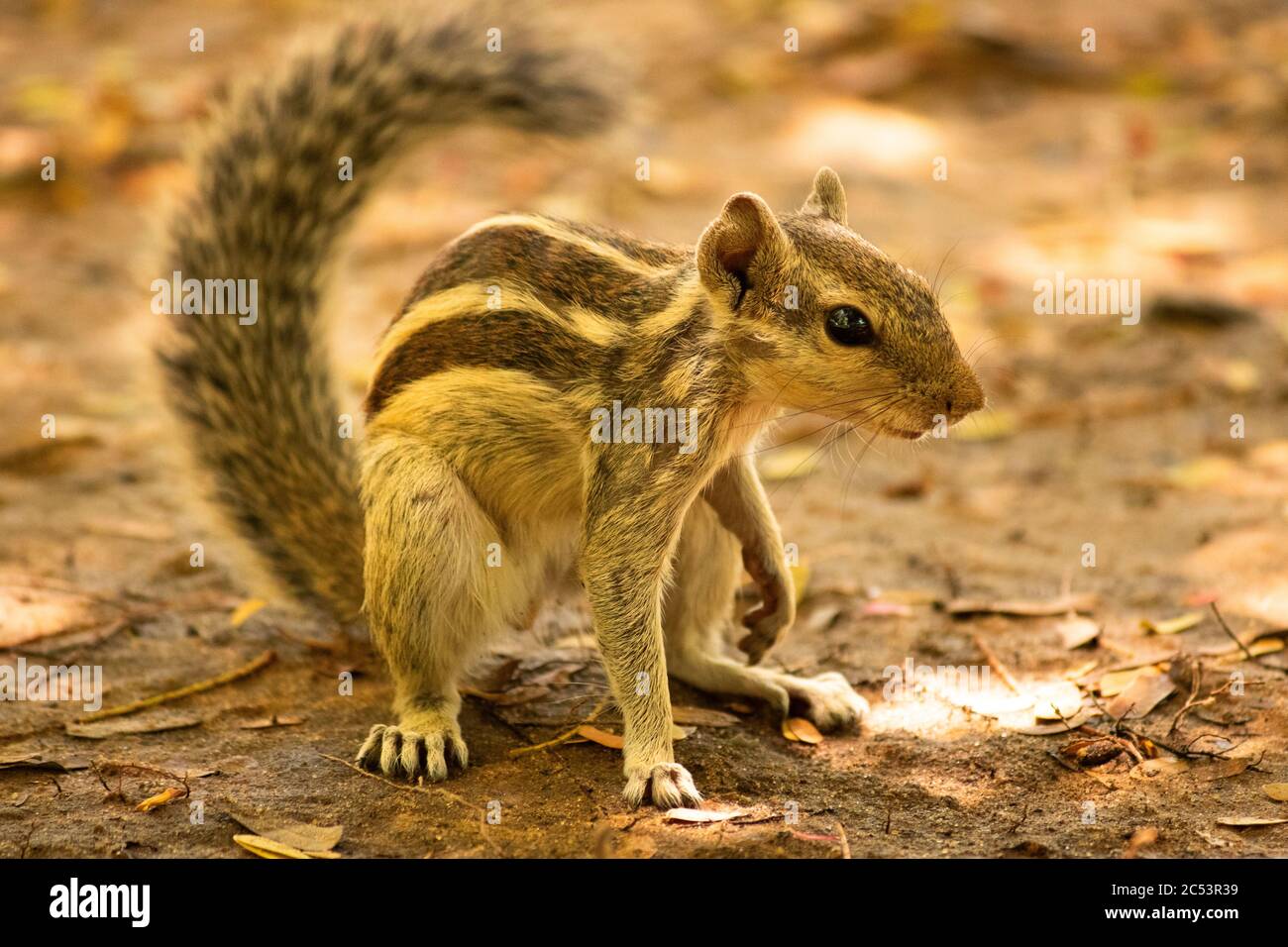 Stripped palm squirrel hi-res stock photography and images - Alamy