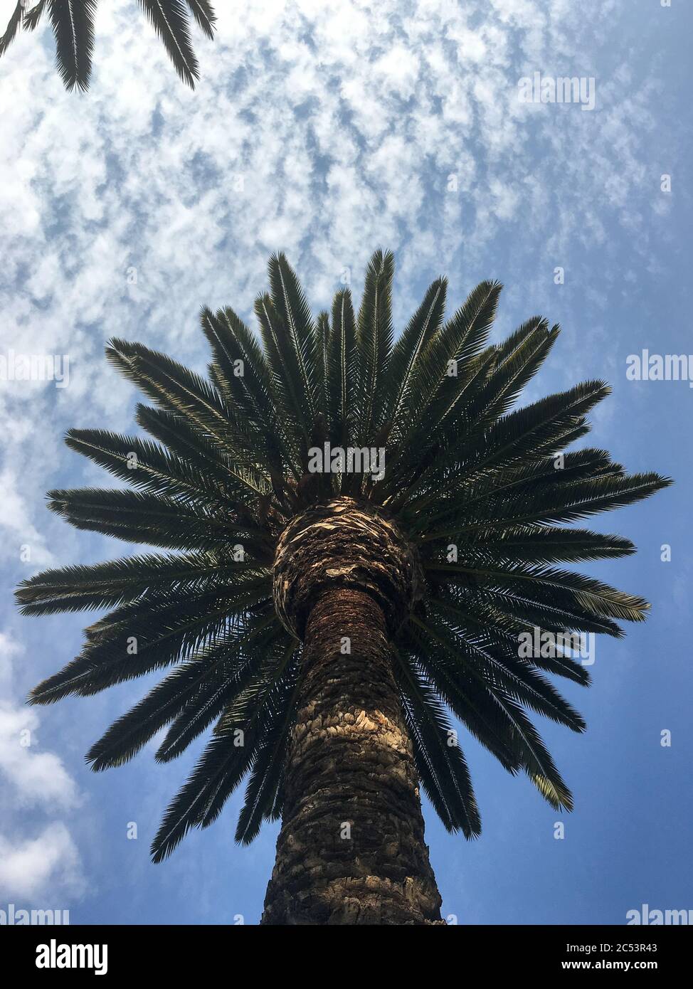 Vertical low angle shot of a palm tree under blue sky and white clouds ...