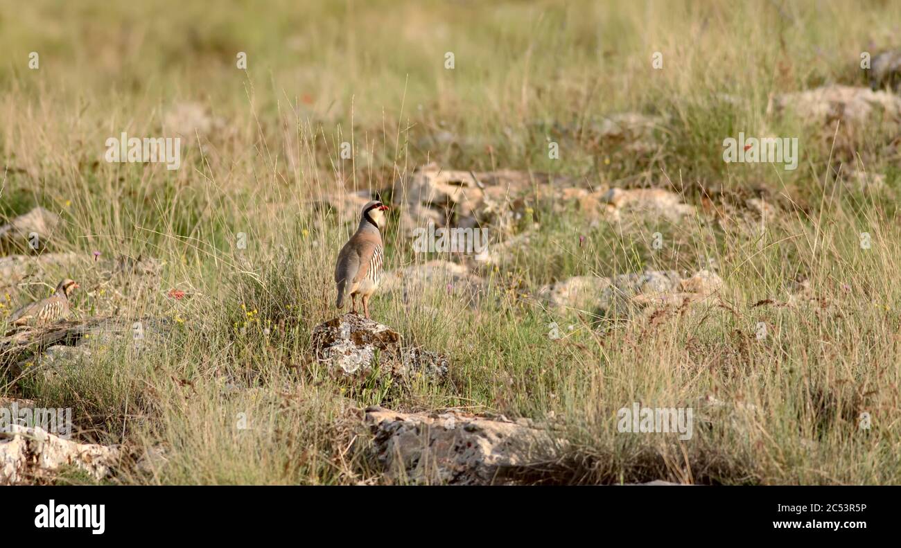 Nature and Partridge. Common bird: Chukar Partridge. Alectoris chukar ...