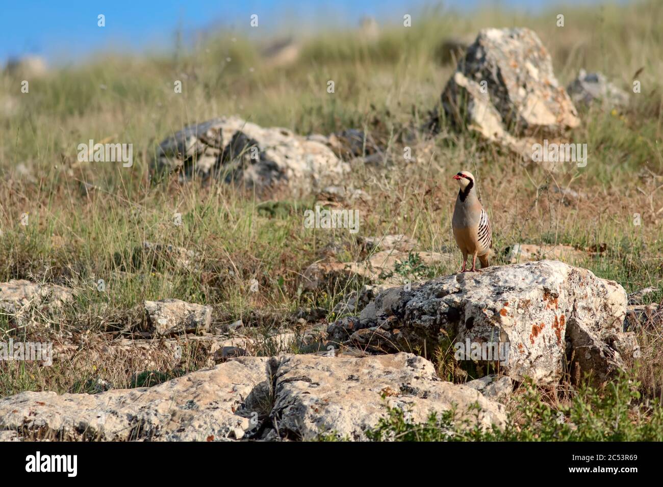 Nature and Partridge. Common bird: Chukar Partridge. Alectoris chukar ...