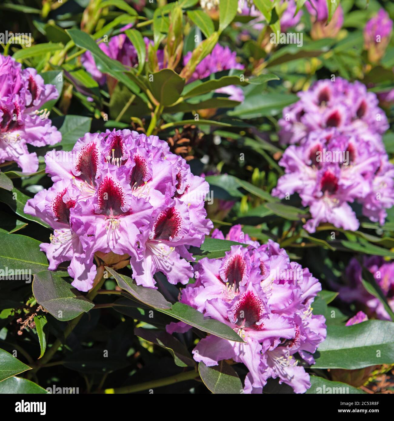 Spring rhododendrons hi-res stock photography and images - Alamy