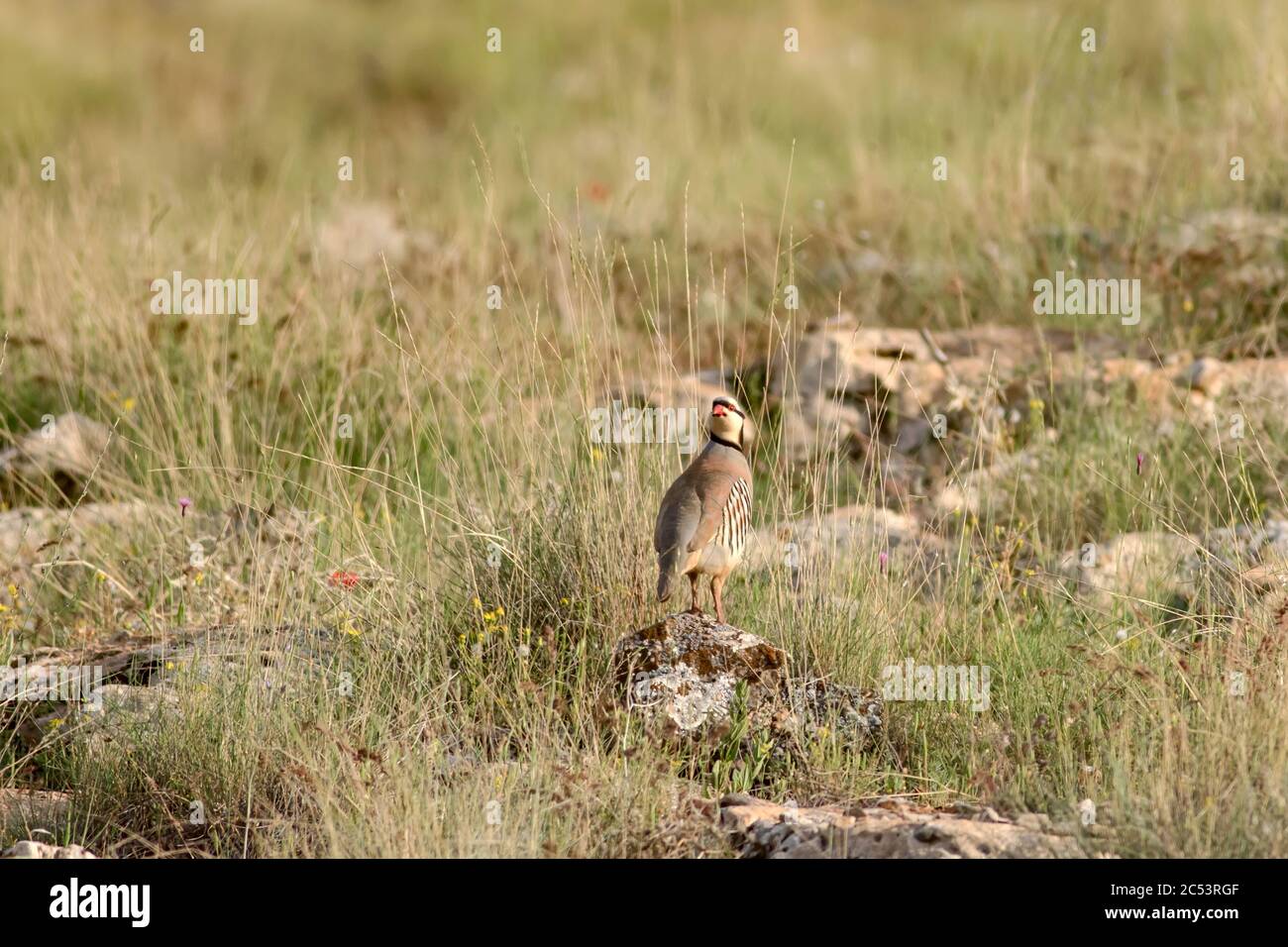 Nature and Partridge. Common bird: Chukar Partridge. Alectoris chukar ...