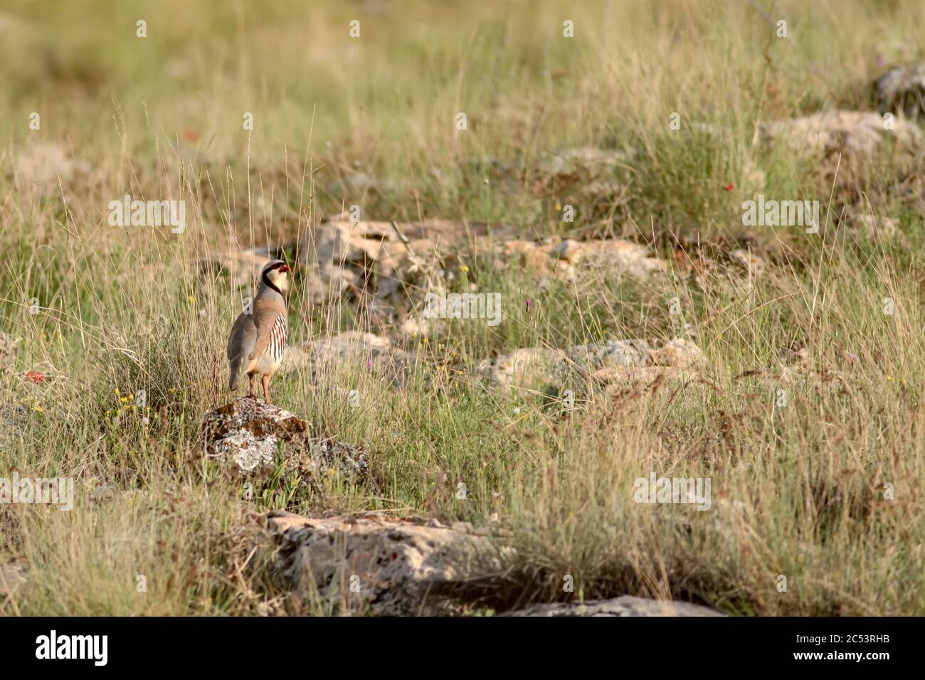 Nature and Partridge. Common bird: Chukar Partridge. Alectoris chukar ...