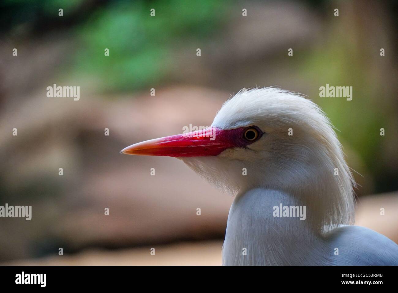 red beaked bird Stock Photo - Alamy