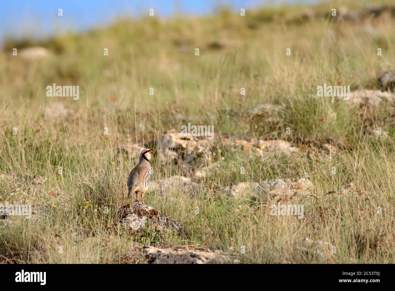 Nature and Partridge. Common bird: Chukar Partridge. Alectoris chukar ...