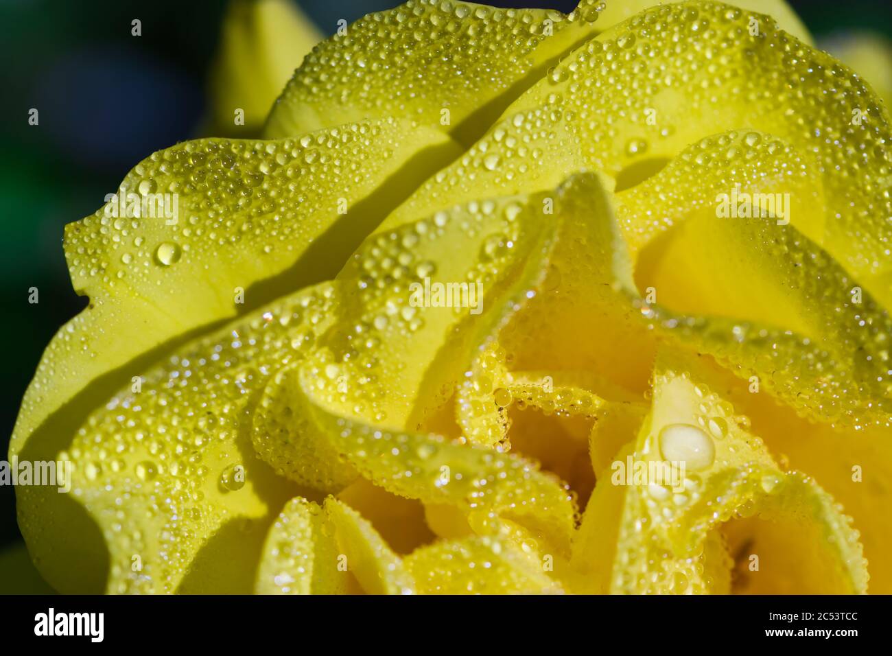 Wet rose petals hi-res stock photography and images - Alamy