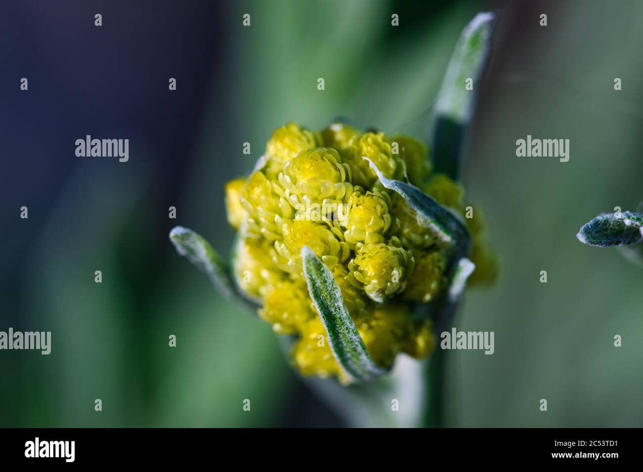 Fuzzy leaves hi-res stock photography and images - Alamy