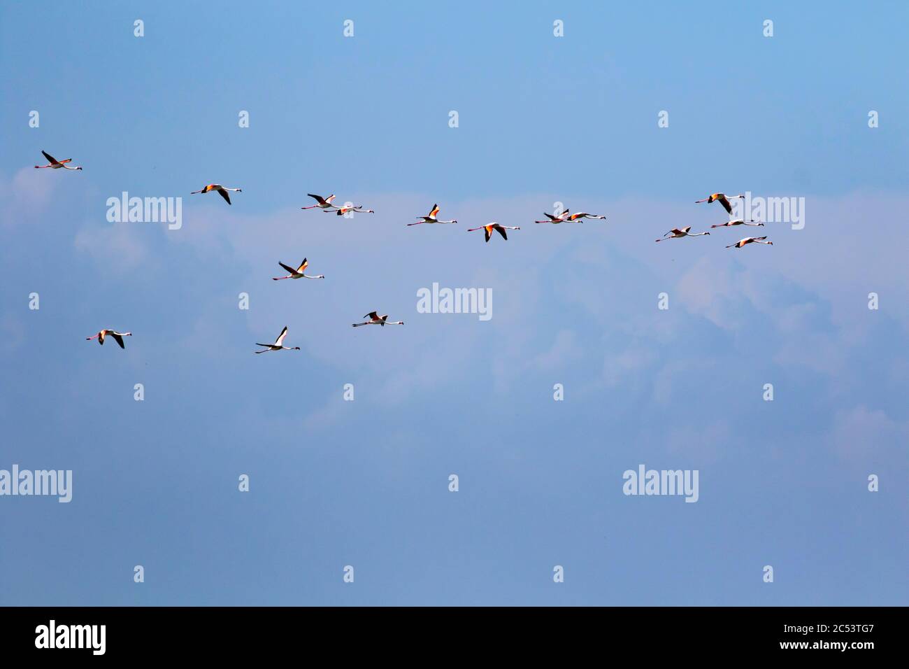 Flying flamingos. Blue sky background. Isolated birds: Greater Flamingo ...