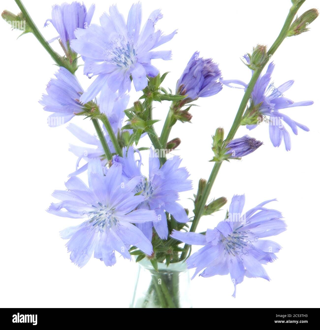 Chicory flowers in a vase on a white background Stock Photo - Alamy