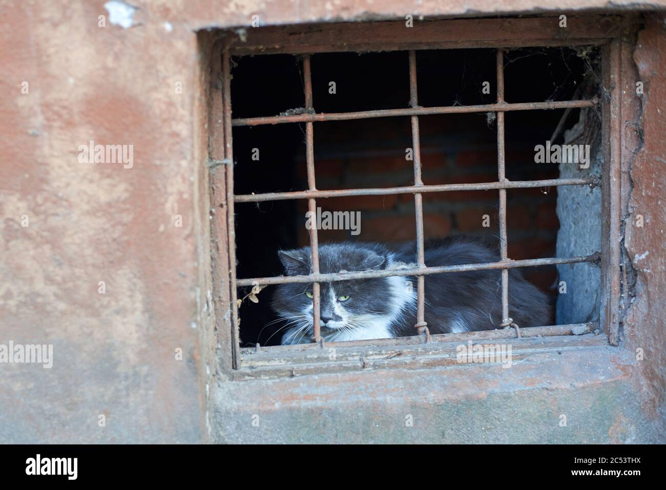 Homeless sad cat contemptuously looks through the grate basement at the ...