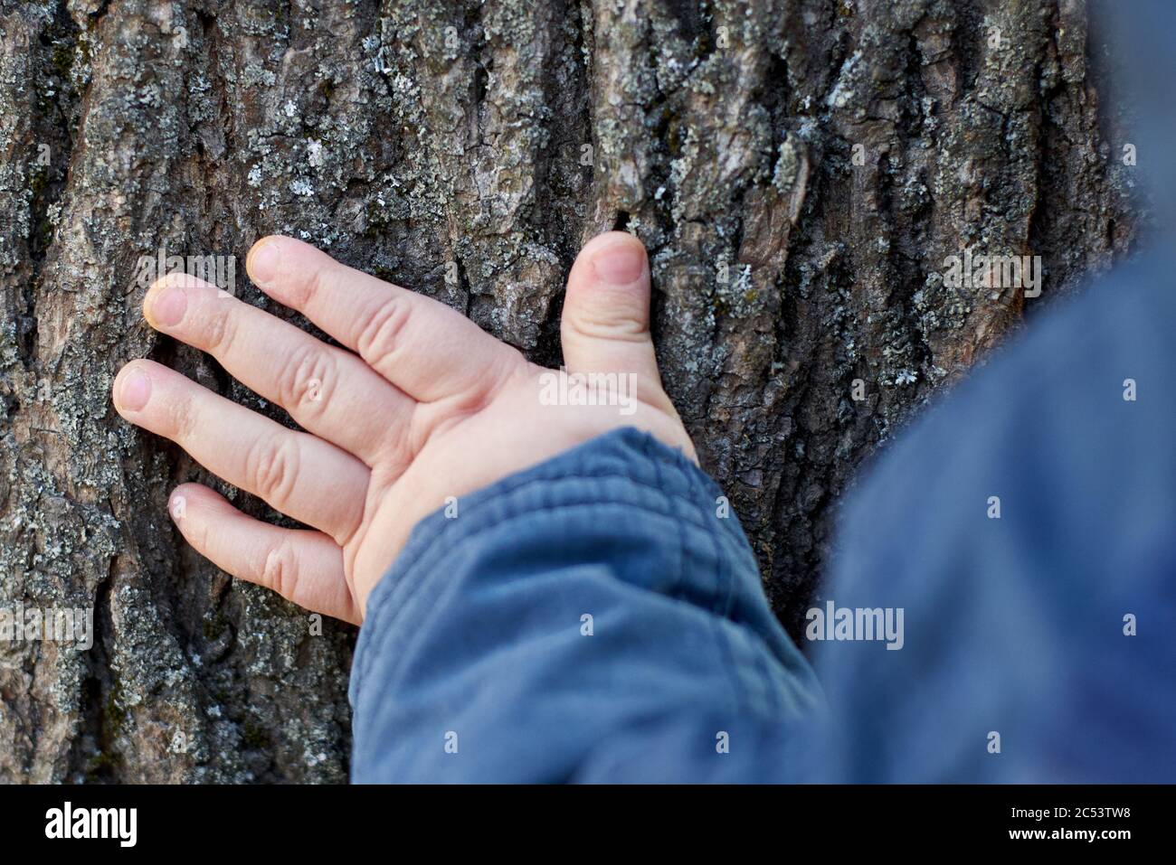The child touches the bark of the old tree with his hand, the baby ...