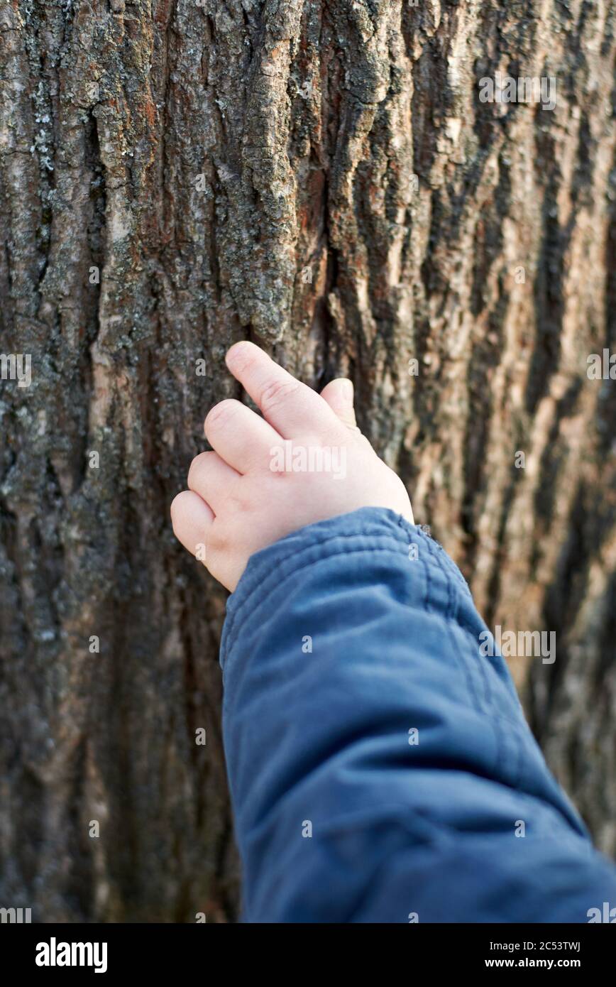 The child touches the bark of the old tree with his hand, the baby ...