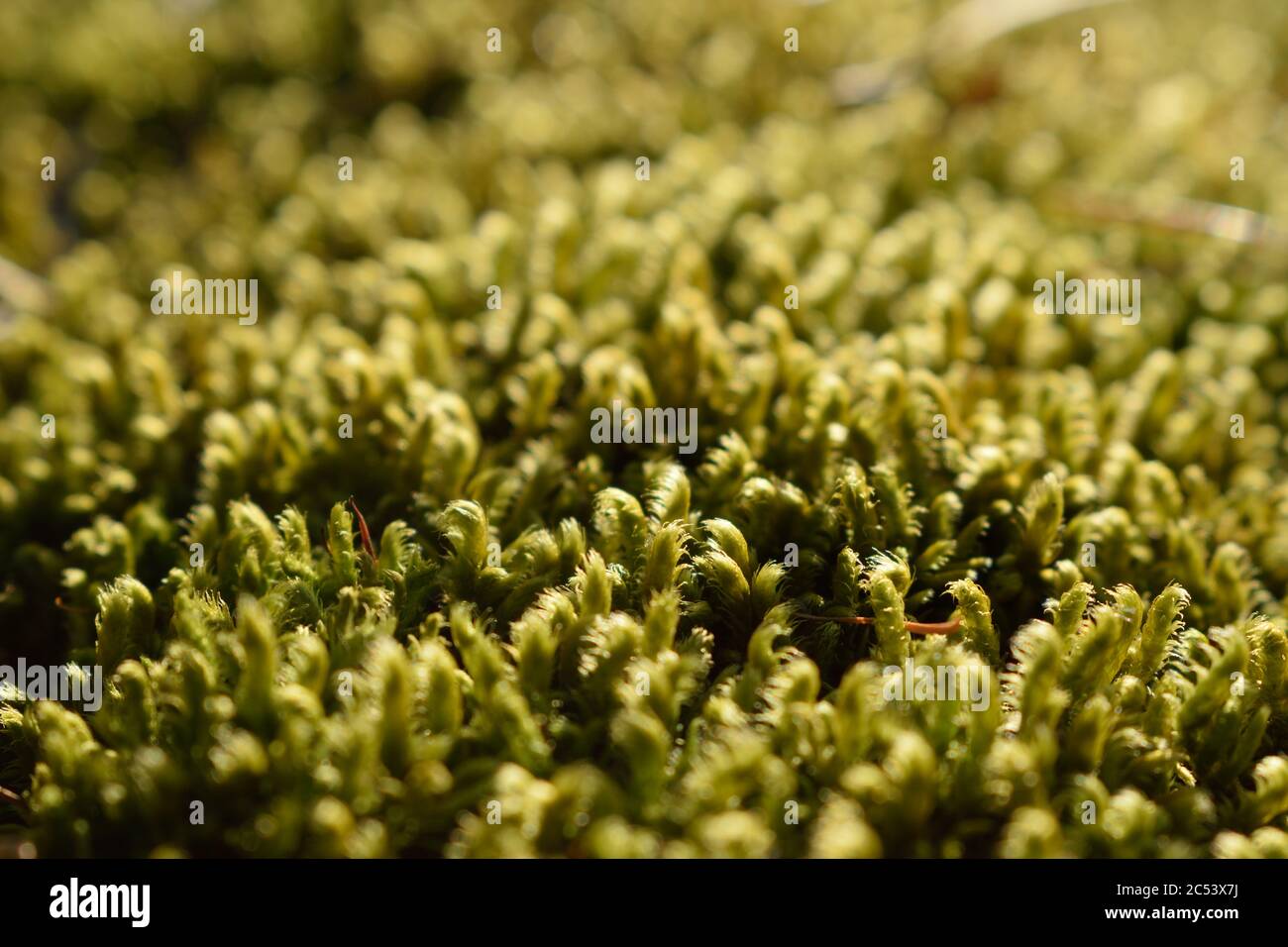 Bryophyta bryophyte moss plant hi-res stock photography and images - Alamy