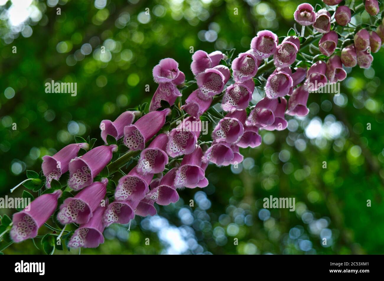 Wild purple flowers in Monchique mountains. Algarve, Portugal Stock ...