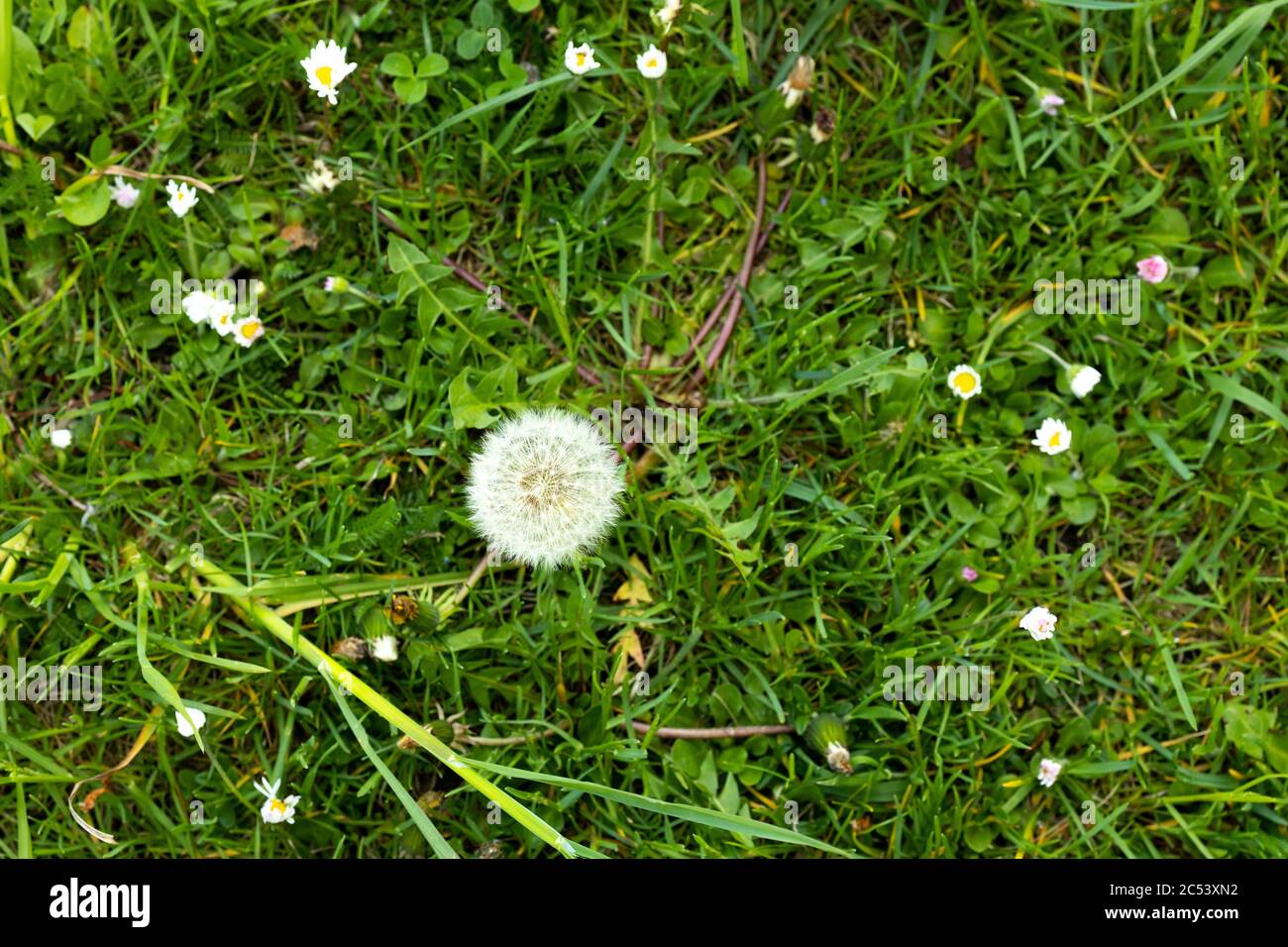 Top view of a dandelion puff in a field Stock Photo - Alamy