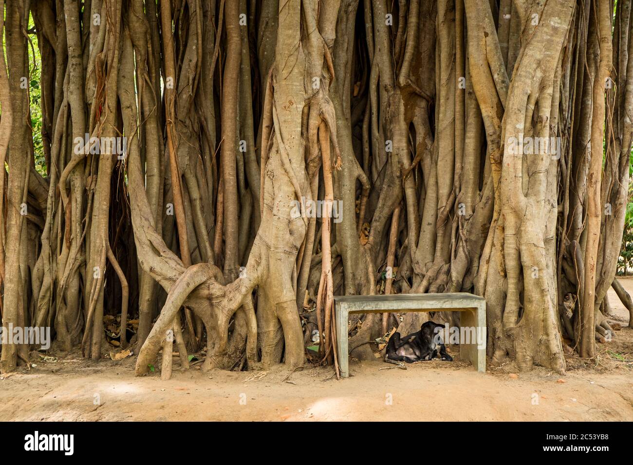 Twisting tree roots hi-res stock photography and images - Alamy