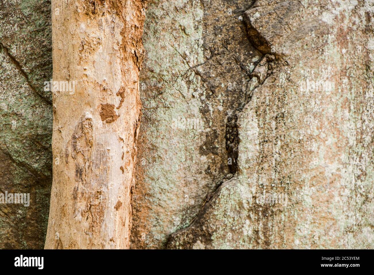 Tree trunk without bark in front of rock, Sri Lanka Stock Photo - Alamy