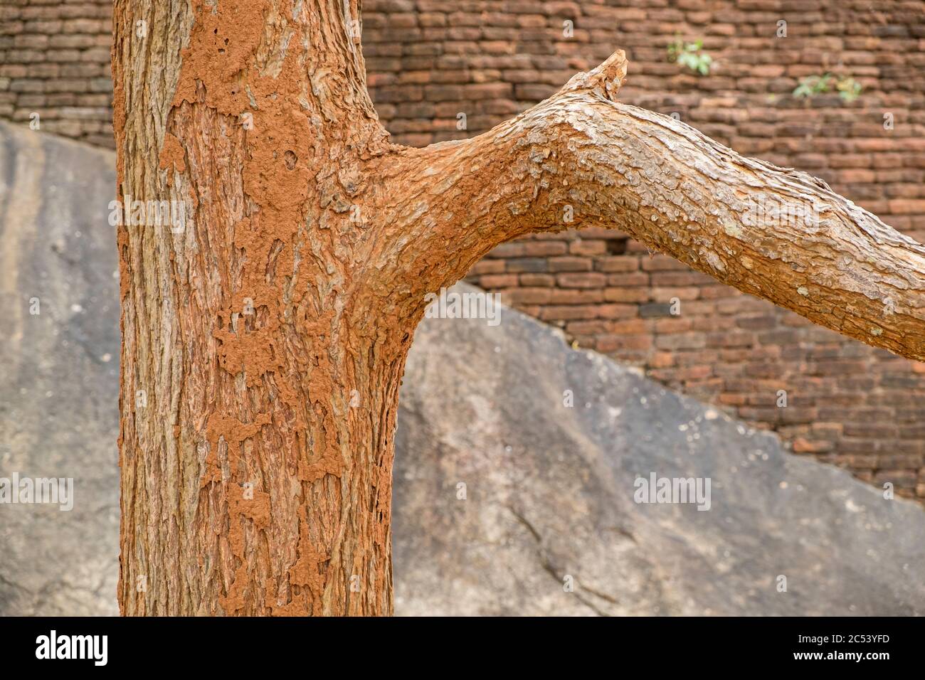 unusual masonry with tree at the Sigiriya rock, Sri Lanka Stock Photo ...
