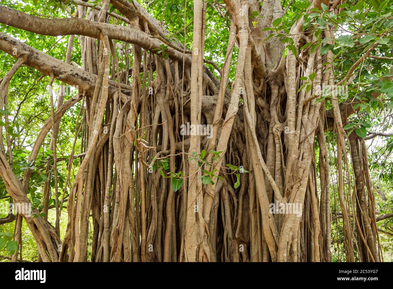 Sigiriya aerial hi-res stock photography and images - Alamy