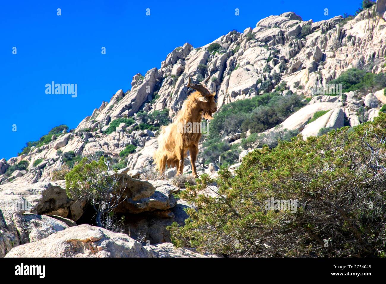Sardinia italy goat hi-res stock photography and images - Alamy