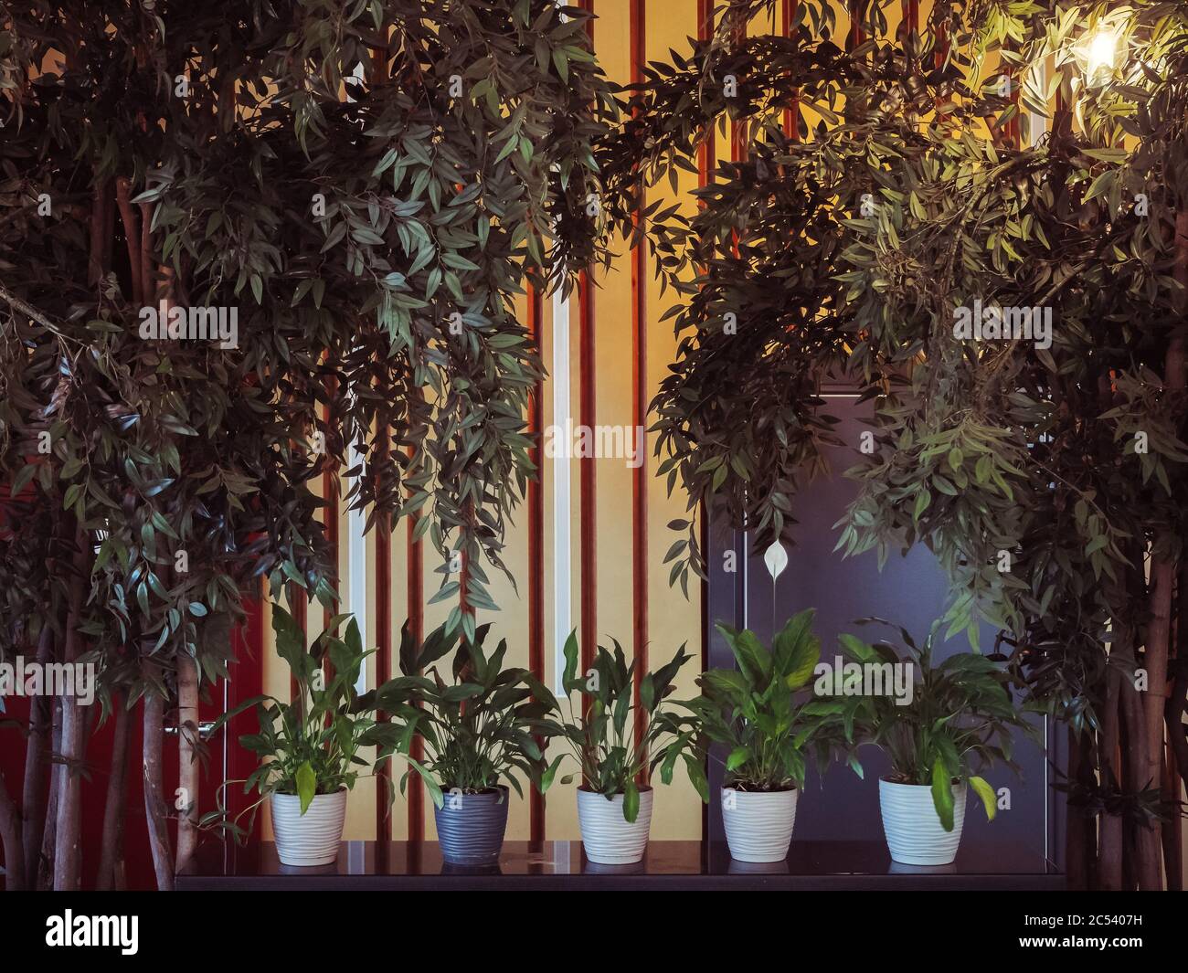 Pots with indoor plants spathiphyllum stand in a row on a rack among ...