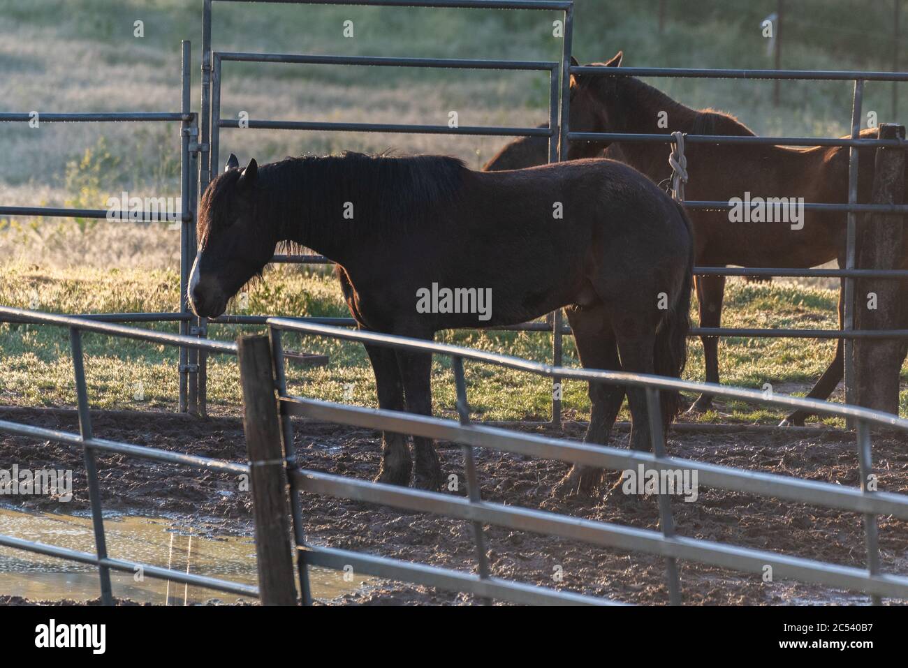 Male horse standing in foreground of ranch corral with the boundary ...