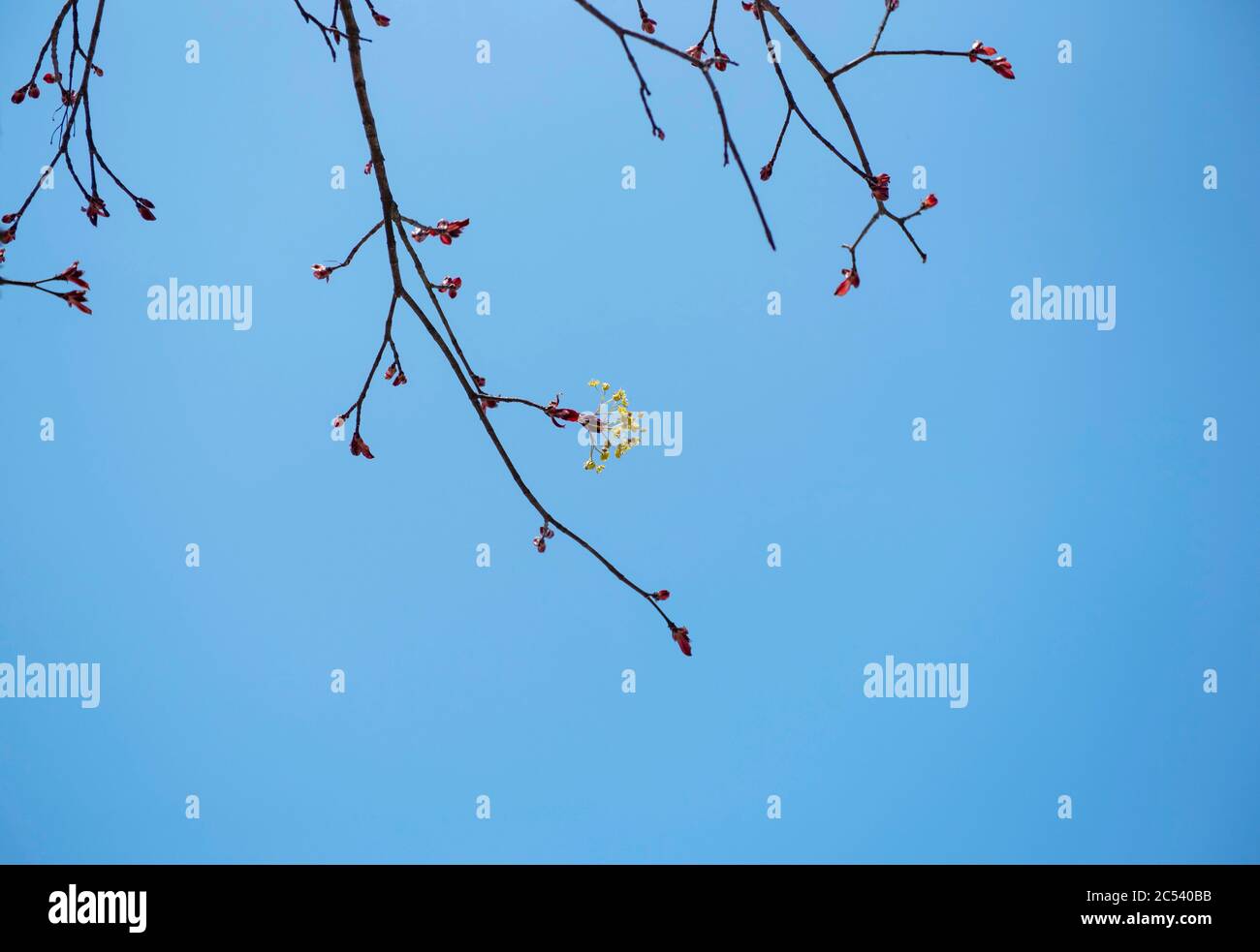 Blooms tree branch in hi-res stock photography and images - Alamy