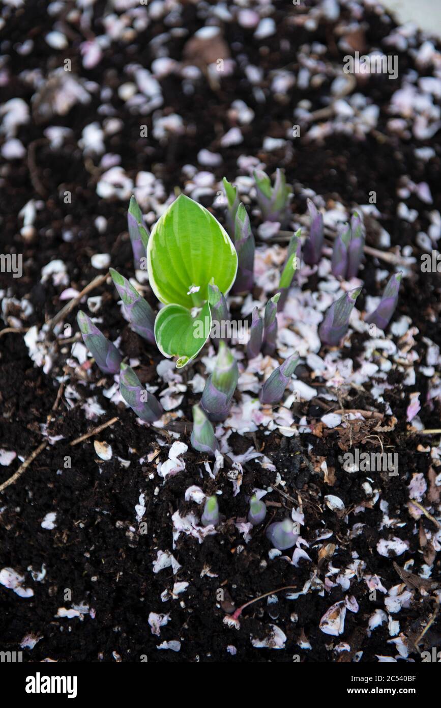 Hosta Plant emerging from Ground in early Spring Stock Photo - Alamy