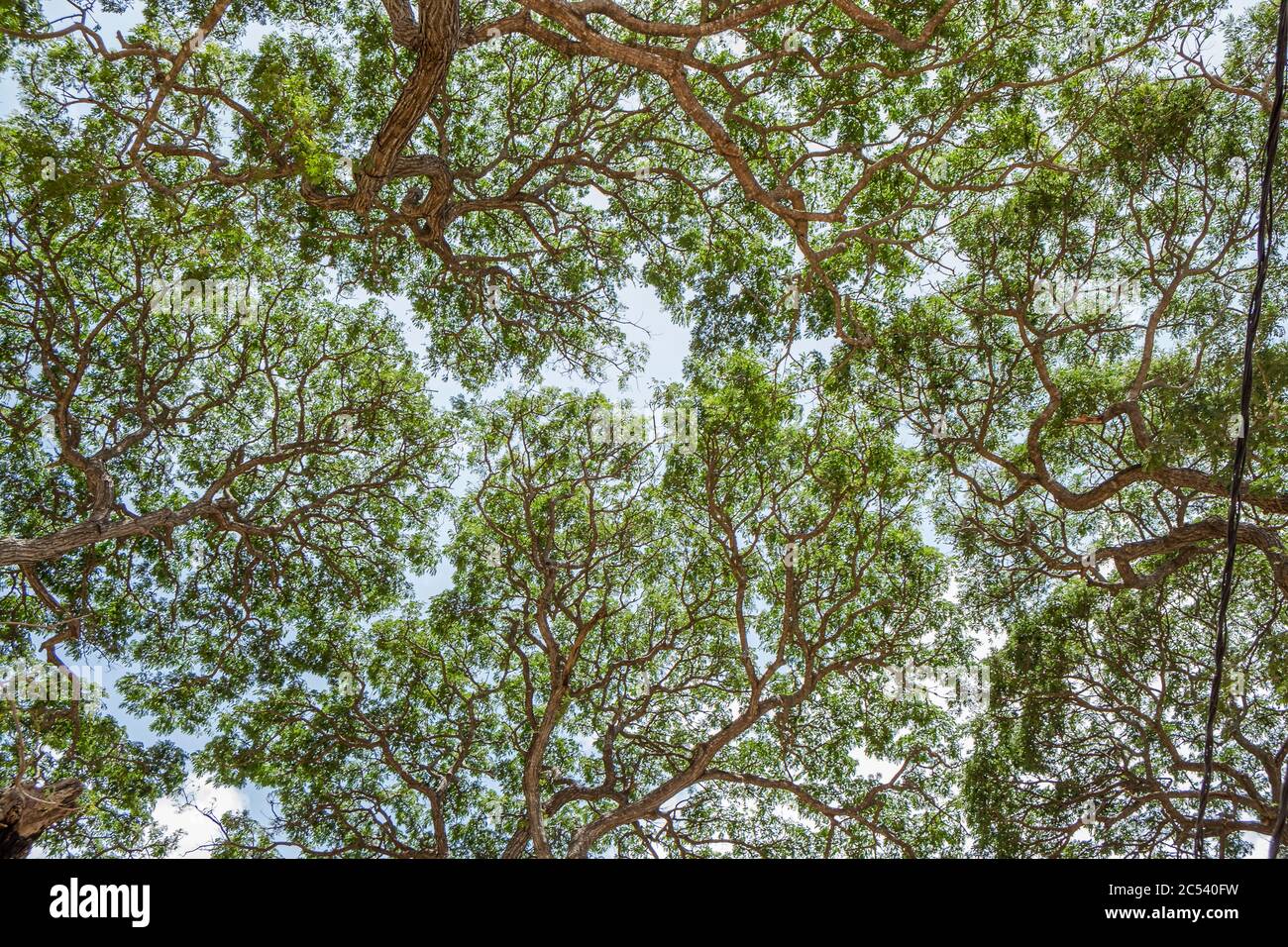 Wavy treetop hi-res stock photography and images - Alamy