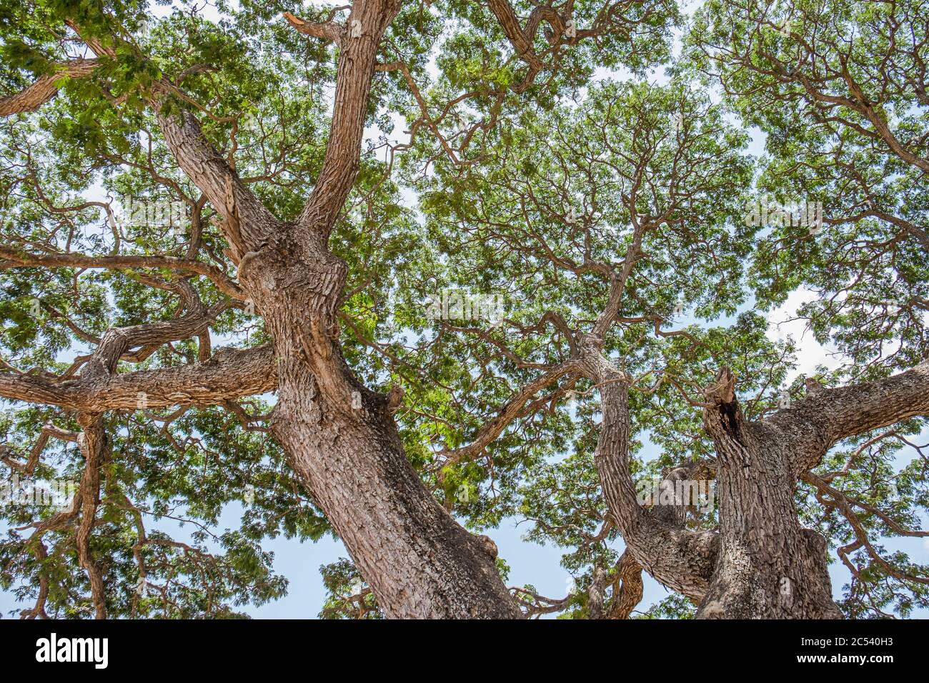 finely structured tree top from below against a light blue sky in Sri ...