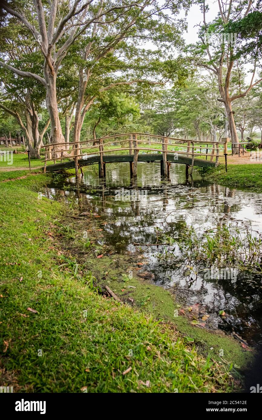small bridge over stream in a grove with a lake in Sri Lanka Stock ...
