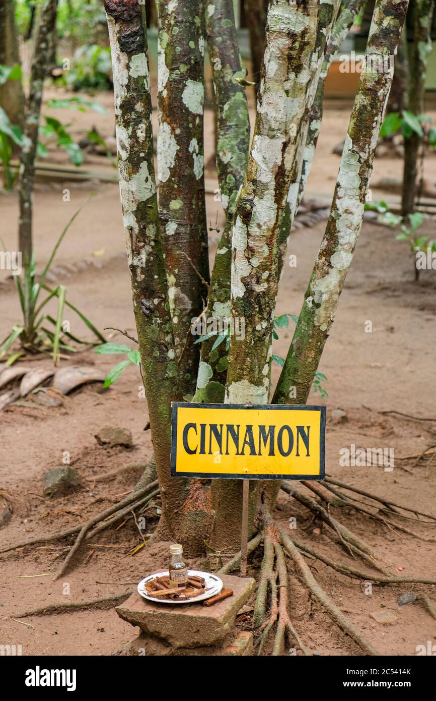 Cinnamon Tree Sri Lanka High Resolution Stock Photography and Images ...